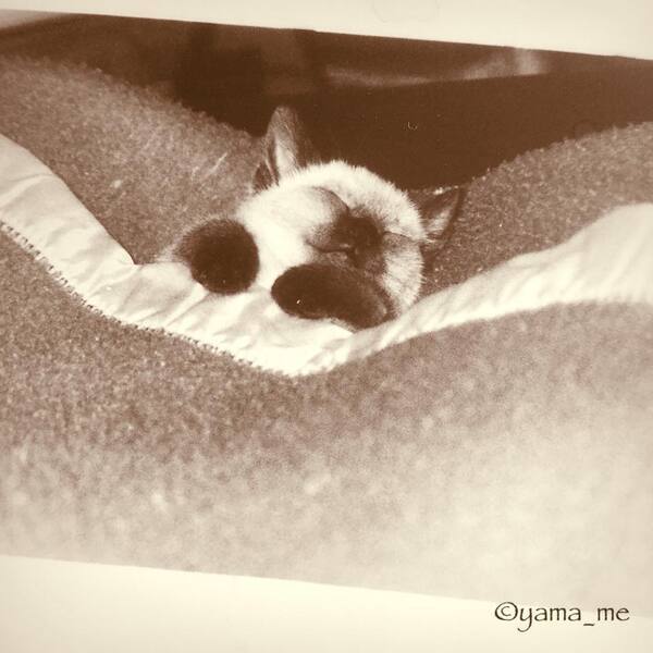 2/22は「猫の日」: yama_me*mo -やまメ*モ-